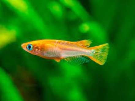 【Su's Aquatic】 YOUKIHI MEDAKA ORANGE RICEFISH - 贵妃稻田鱼 【ORYZIAS LATIPEs ...