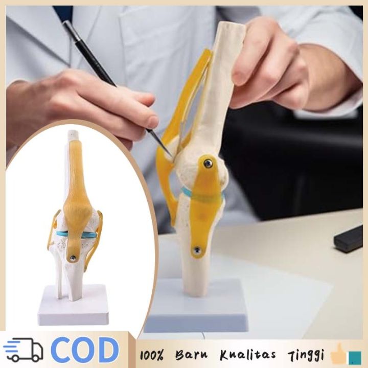 Knee Joint Knee Joint Model Anatomi Sendi Lutut Manusia Model Anatomi ...