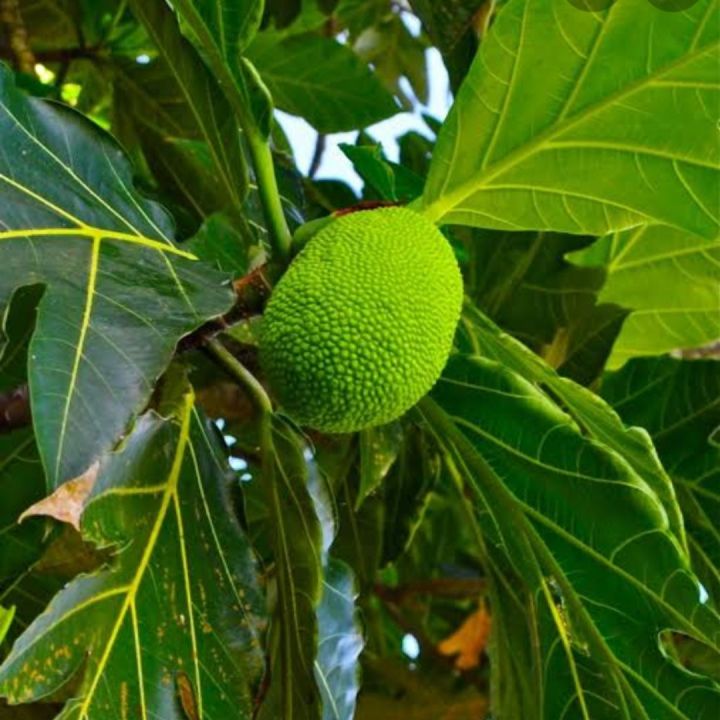 camansi/ breadnut liveplant | Lazada PH