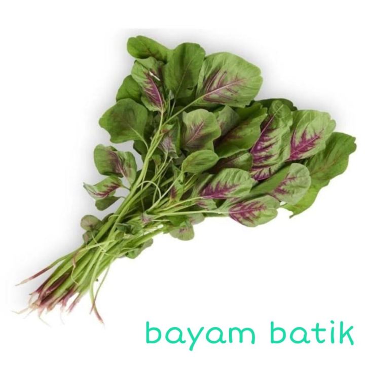 Bayam Batik 500 Benih Bayam Batik / Biji Bayam Batik / Bibit Sayuran ...