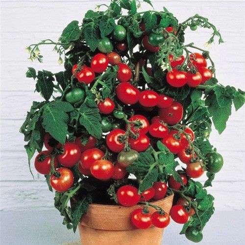 Benih Tomat Cherry Red Robin | Lazada Indonesia