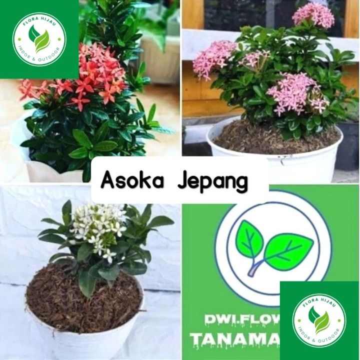 Bisa Cod Promo Tanaman Hias Asoka Jepang Varian Warna Bunga