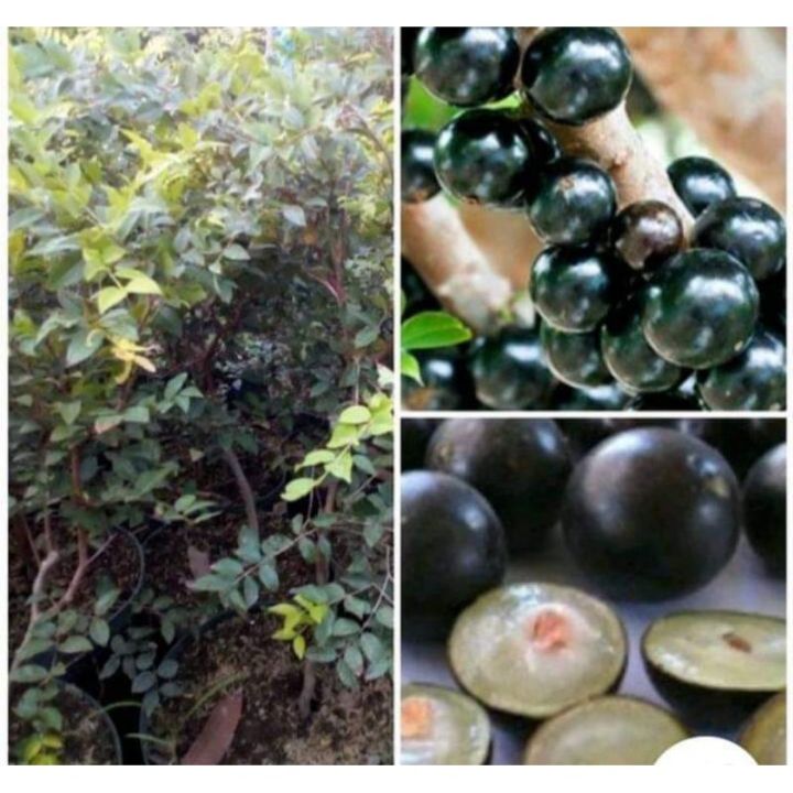 bibit anggur pohon zabara | Lazada Indonesia