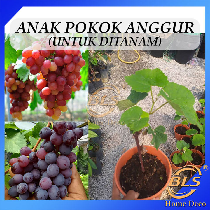 Anak Pokok Anggur Untuk Ditanam Pokok Hidup Real Live Plant Grape Tree ...
