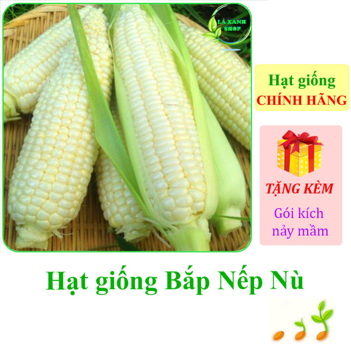 Seeds Hạt Giống Bắp Nếp Nù Rạng Đông Rado 535 Gói 50 Gram Khoảng 150 Hạt Hàng Chính Hãng