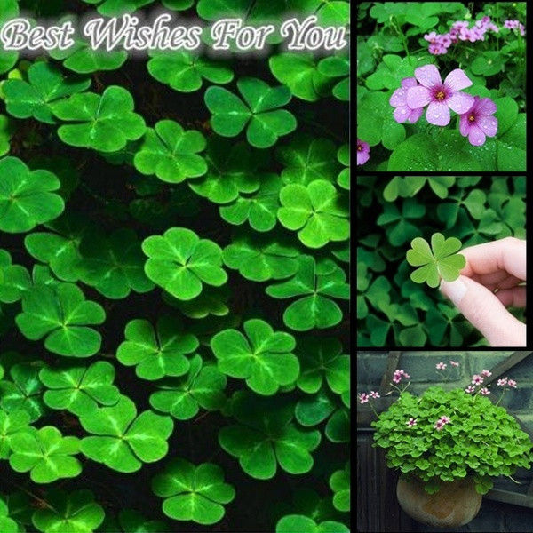 โคลเวอร์ Three Leaf Clover Seeds Green plants ต้นไม้นำโชค เมล็ดดอกไม้ ...
