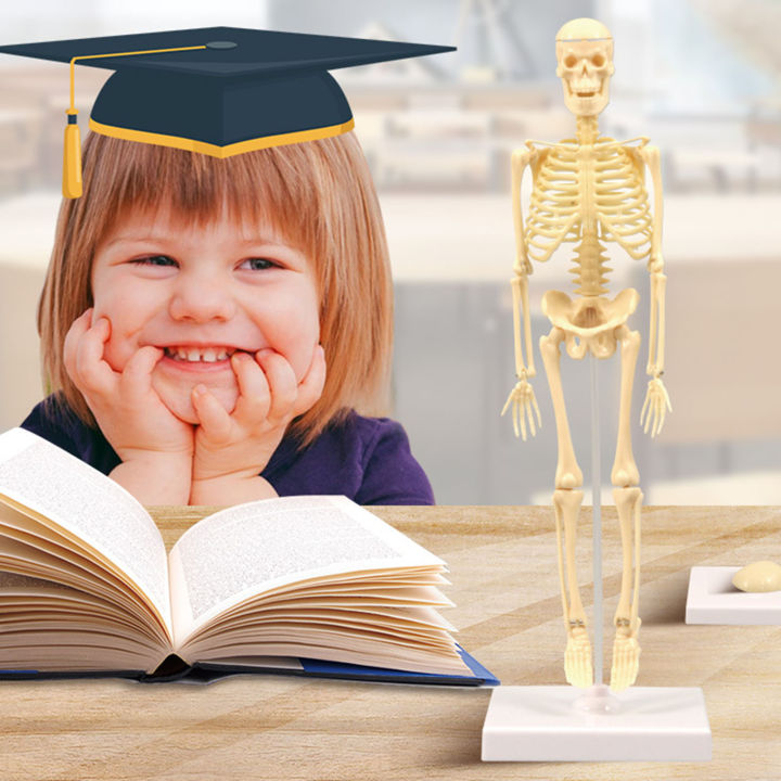 Norkee Skeleton Model Practical Ability Smooth Plastic Biological ...