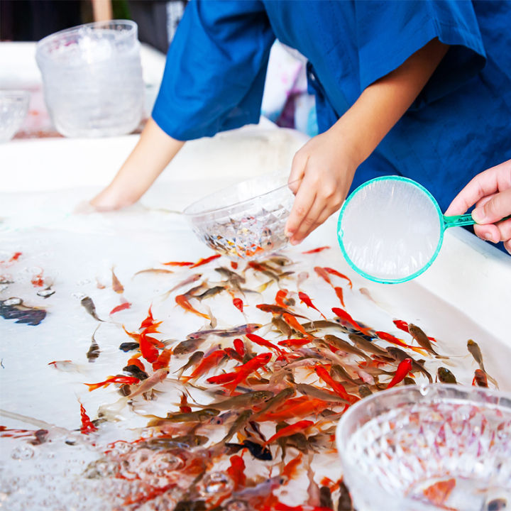 Grass goldfish, small goldfish, live fish, live fry, ornamental fish ...