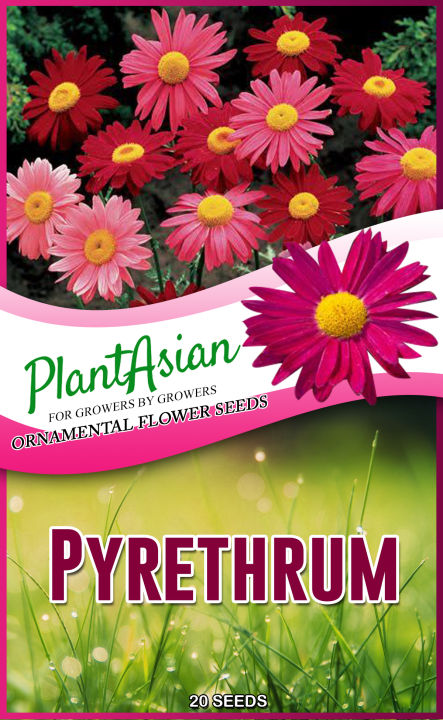 PYRETHRUM OR CHRYSANTHEMUM DAISY FLOWER SEEDS | Lazada PH