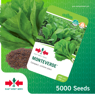 Eastwest Seed [MONTEVERDE] Mustasa/Leaf Mustard Go Grow Pack | Lazada PH