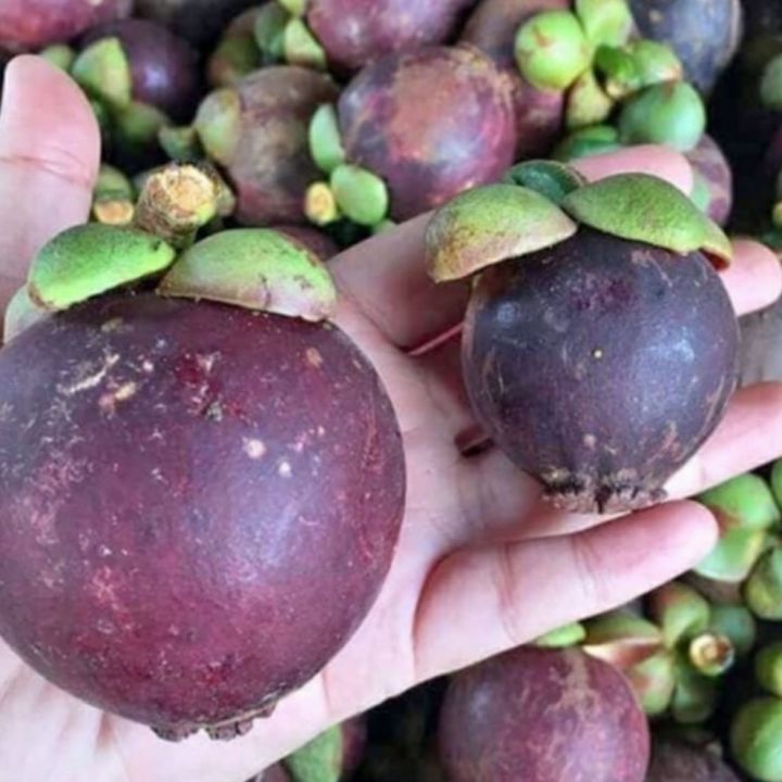 ANAK POKOK MANGGIS MESTA (MASTA) | Lazada