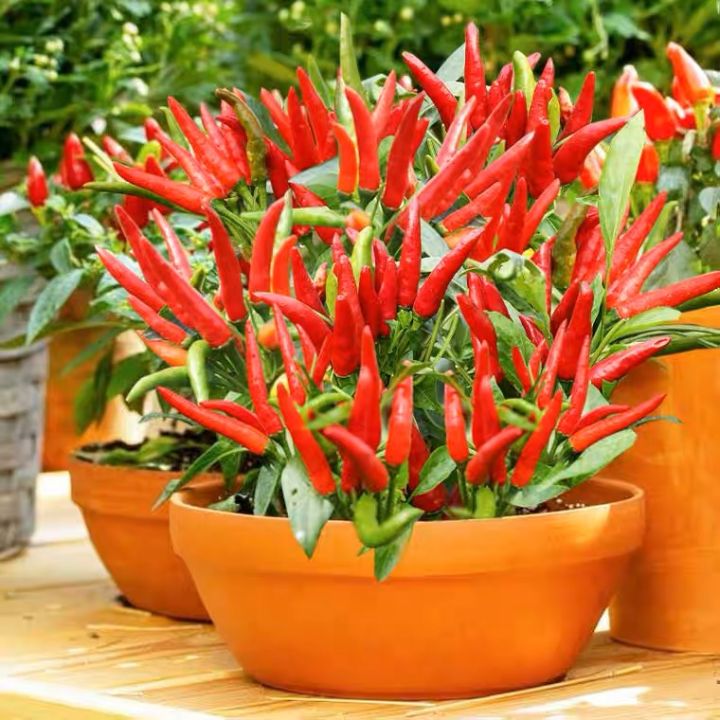M&A PHC (500 Seeds) Siling Labuyo Red Hot Pepper Taiwan Chili Red Seeds ...