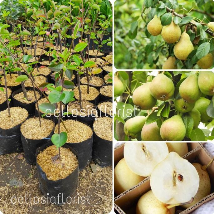 Bibit Tanaman Buah Pir Kuning Cangkok Lebih Cepat Berbuah CCC | Lazada ...