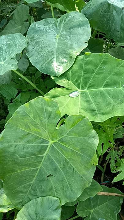 ใบตูน กิโลละ 99 บาท ใบ ออดิบ ทูน คูน ใบ ต้นทูนเอาไปกินกับส้มตำ ต้นทูน ...