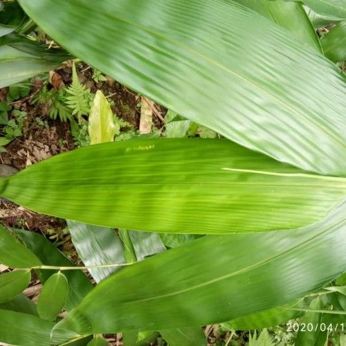 Paket 100 lembar daun bambu segar pilihan khusus bungkus bakcang ...