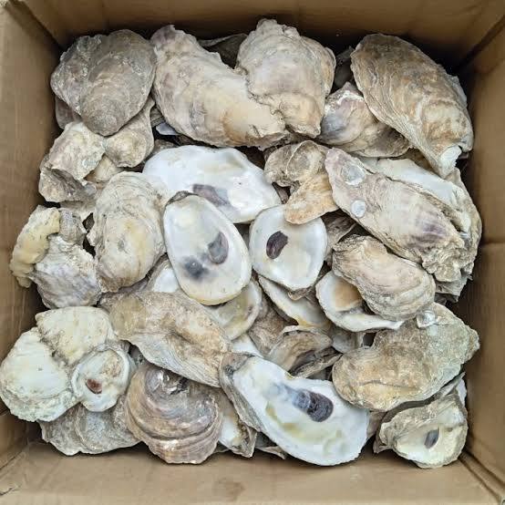 Oister OYSTER Kulit Cangkang Kerang 1 KG - Media Filter Kolam Ikan ...