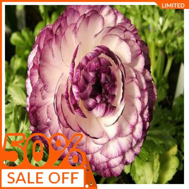 Terbaru Benih Bibit Biji Bunga Rare Ranunculus (Persian Buttercup ...
