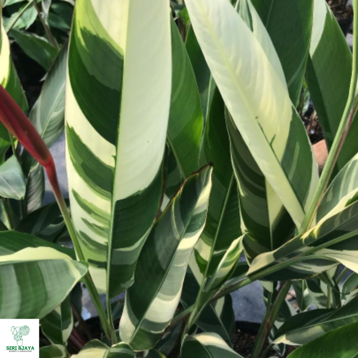 Outdoor Live Plants Heliconia Psittacorum Rubra/ Lady Di variegated ...