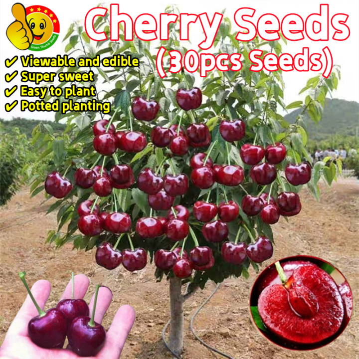 100% Original Dwarf Cherry Fruit Seeds for Sale (Fresh 30pcs Seeds) 樱桃种子 Edible Sweet Cherry ...