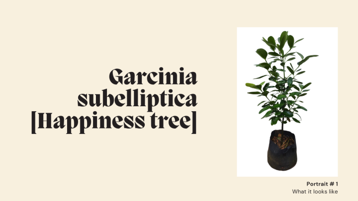 Garcinia Subelliptica [Happiness tree] | Lazada Singapore