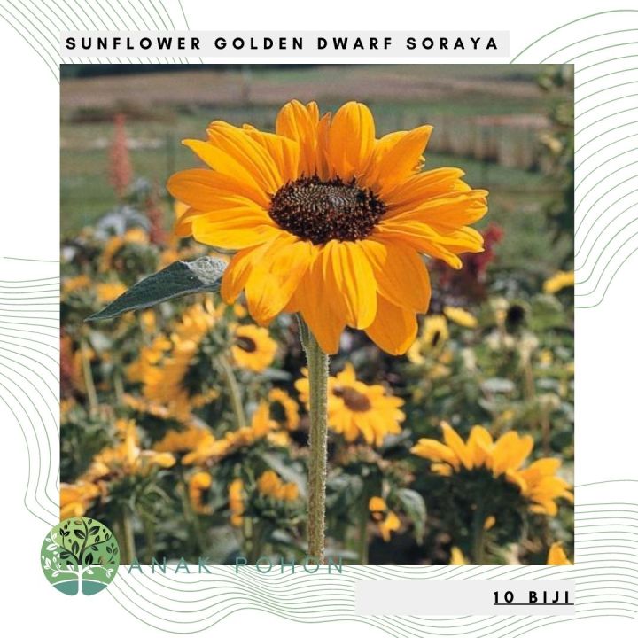 (10 Biji) Benih Bibit Biji - Sunflower Golden Dwarf Soraya Bunga ...