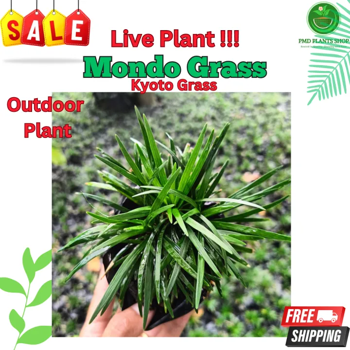 Live MONDO Grass or Kyoto Grass (Ophiopogon japonicus) Outdoor plant I ...