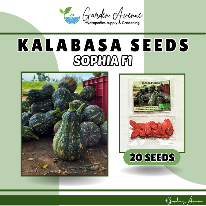 SOPHIA F1 SEEDS (20 SEEDS) - FOR PLANTING/KALABASA VARIETY | Lazada PH