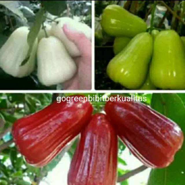 Paket 3 Batang jenis bibit Jambu Air madu Deli hijau merah susu ...
