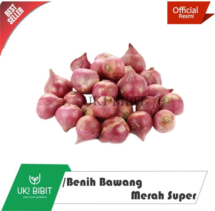 ( 10 Butir ) Benih Biji Bawang Merah Super | Lazada Indonesia