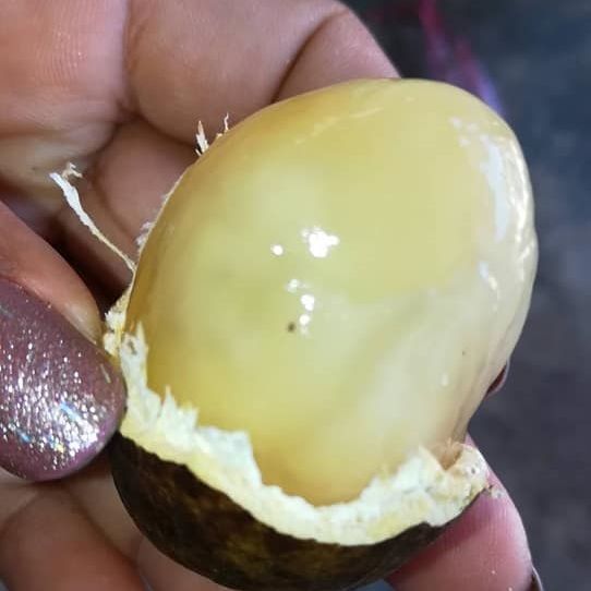 1 ต้นลำไยคริสตัล crystal longan ทาบกิ่ง จัดส่งพร้อมถุง 6 นิ้ว ลำต้นสูง ...
