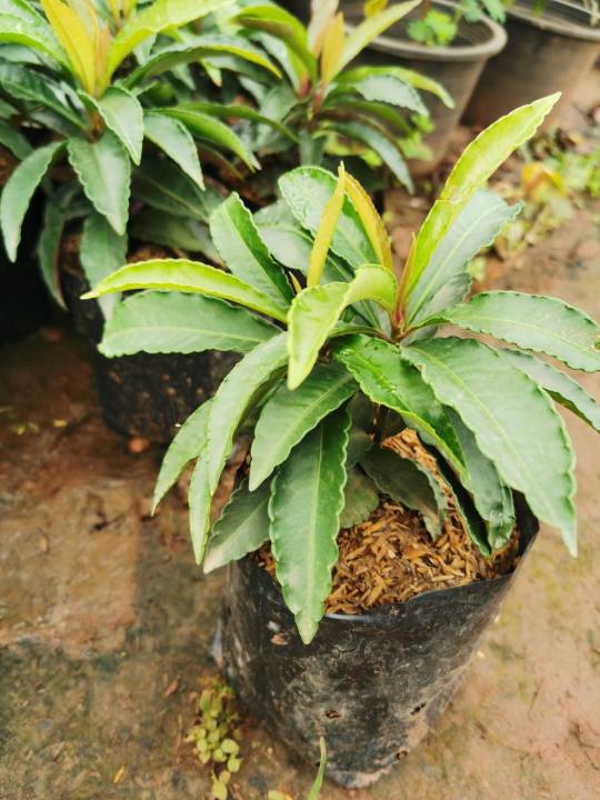 ต้นมหาเฮง(Maha Heng)ขนาด40ซม. | Lazada.co.th