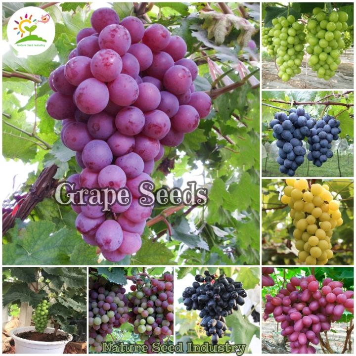 [Singapore Ready Stock] High Quality Grape Seeds for Planting (100 ...