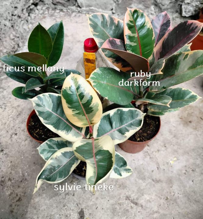 Rubber Tree Varieties | Lazada PH