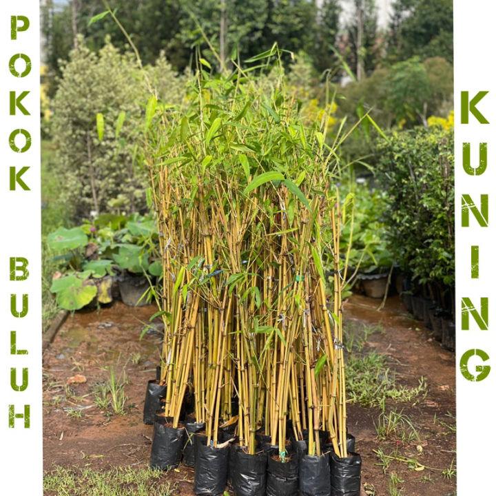 Pokok Buluh kuning thai murah pokok buluh kuning | Lazada