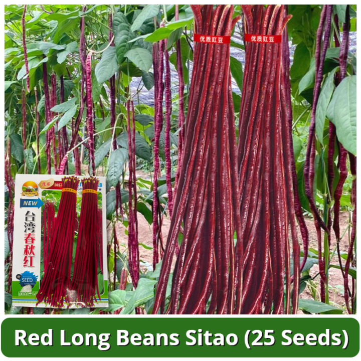 High Yield Red Long Beans Seeds (25 Seed) F1 Hybrid Seeds Beans Seeds ...