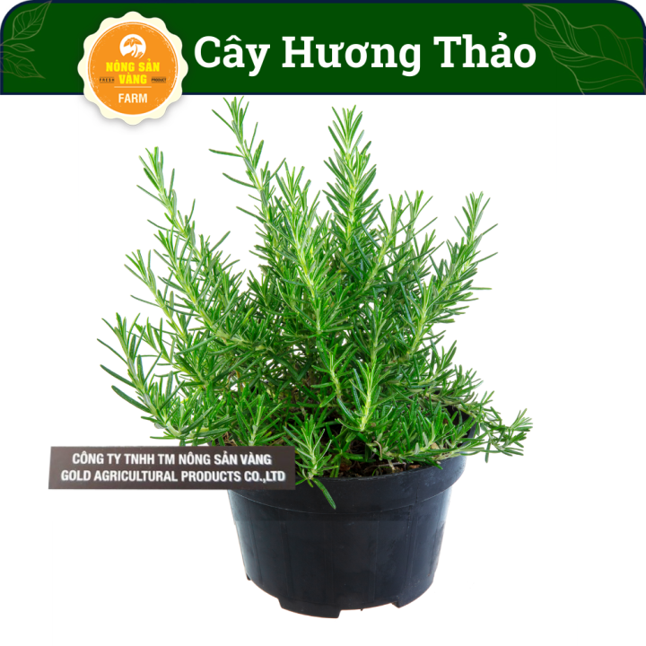 Hạt giống Cây Rosemary (Cây Hương Thảo) Mùi Hương Cực Thơm, Chủ Yếu ...