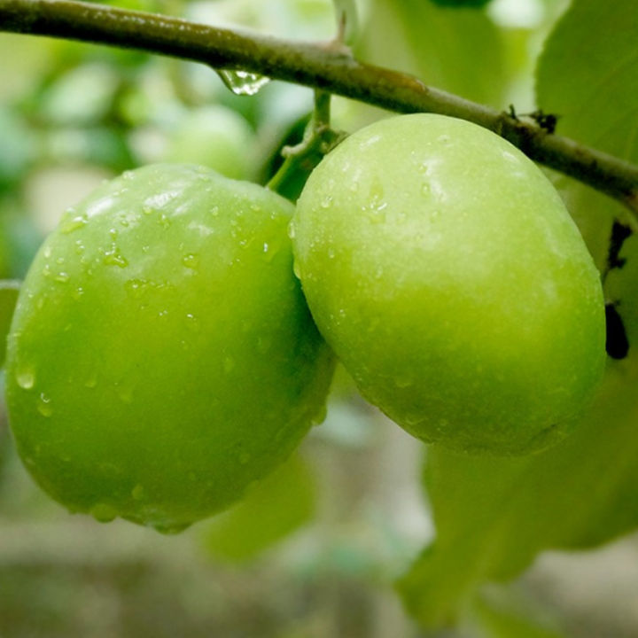 Horticultural fruit seeds Apple jujube tree seeds Big green jujube tree ...