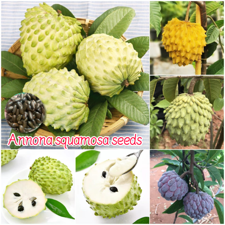 [100% Fresh Seeds] 20pcs Annona squamosa seeds Organic fruit tree seeds ...