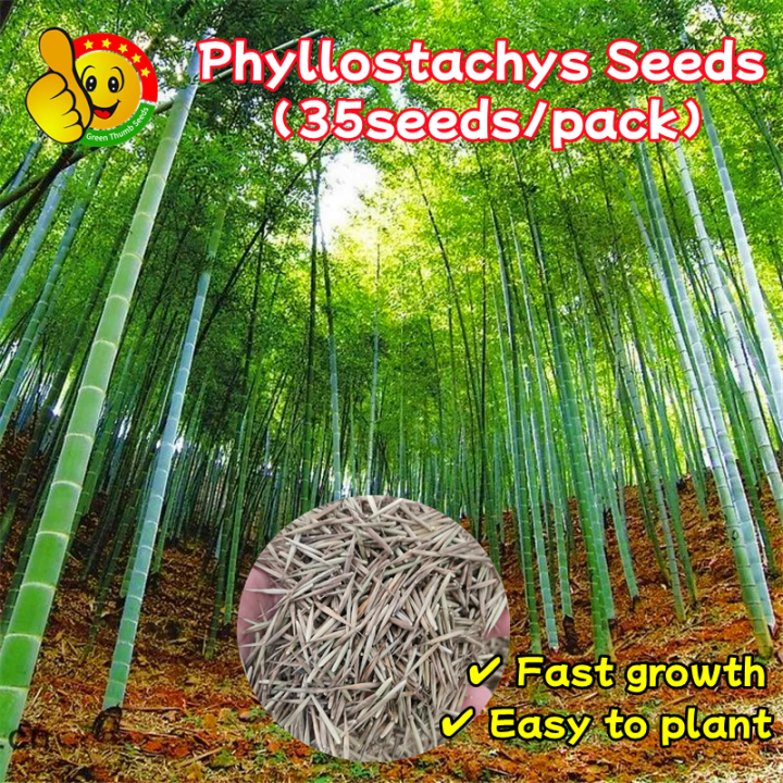 100% Fresh 35pcs Seeds Moso Bamboo Phyllostachys Seeds Phyllostachys ...