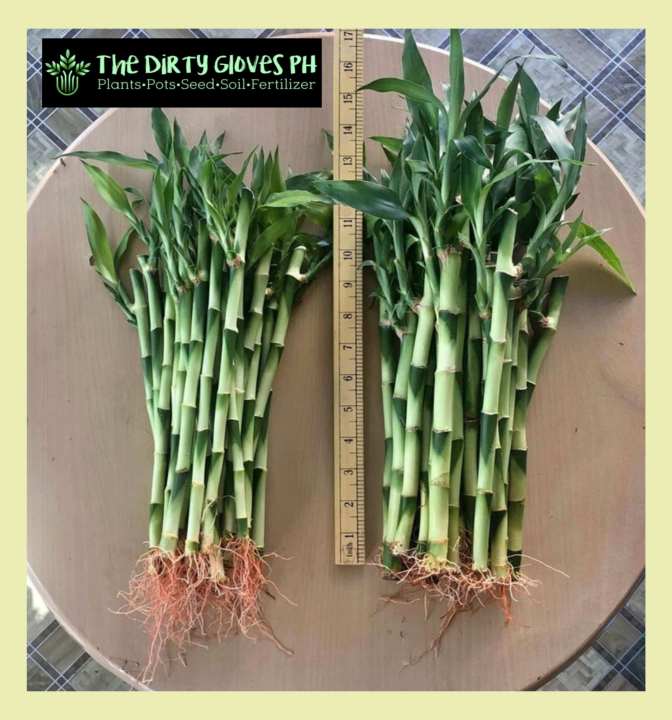 [BUY 10 GET 1 FREE] Lucky Bamboo per piece for wealth and good luck ...
