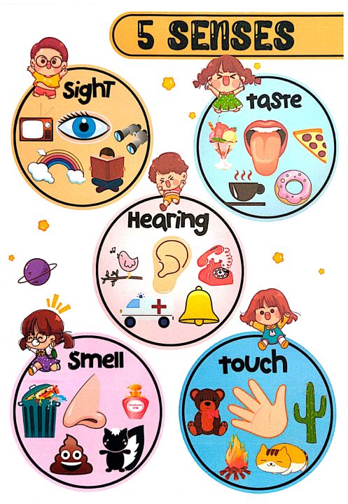 5 SENSES - LAMINATED CHART | Lazada PH