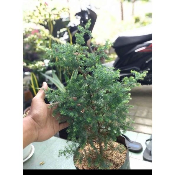 pohon cemara embun tinggi 30-50cm | Lazada Indonesia
