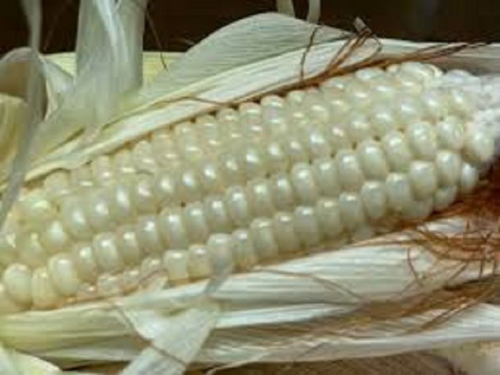 MAIS SEED`S WHITE VARIETY MALAGKIT | Lazada PH