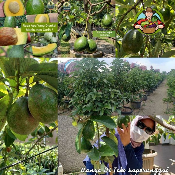 Tanaman Pohon Buah Alpukat Ukuran 1 Meter Lebih Dengan Batang Besar ...