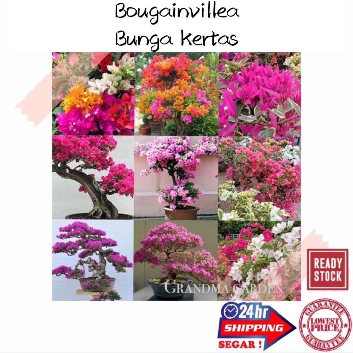 (GG real plant) bunga kertas ^ bougainvillea pokok hidup hiasan luar ...