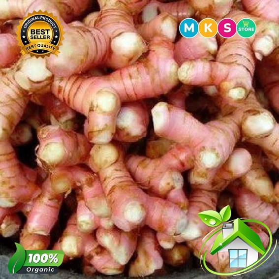 Jual Lengkuas Merah Segar/Laja Merah 1 kg | Lazada Indonesia