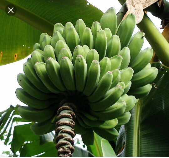 Pisang Abu Nipah (Musa Acuminata X Musa Balbisiana) - Pokok Hidup Besar ...