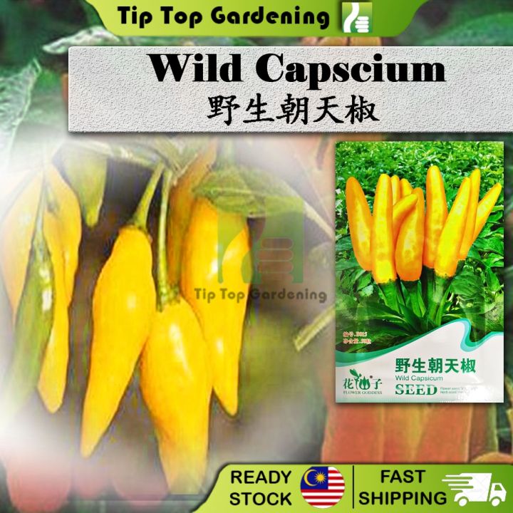 【EXPIRED】BIJI BENIH B015 WILD CAPSICUM FLOWER GODDESS VEGETABLE FLOWER ...