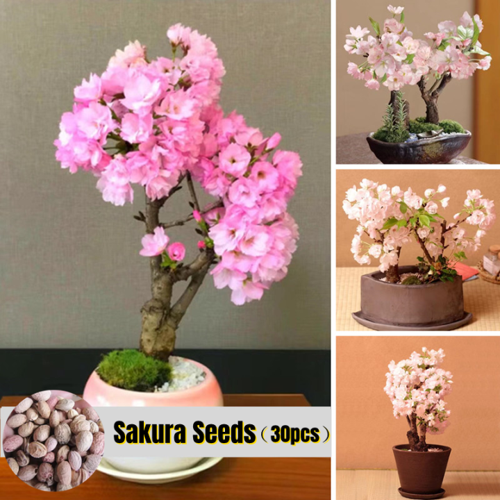 [Easy To Grow In Malaysia] 30Pcs Japanese Sakura Seeds 樱花 Flower Seeds ...
