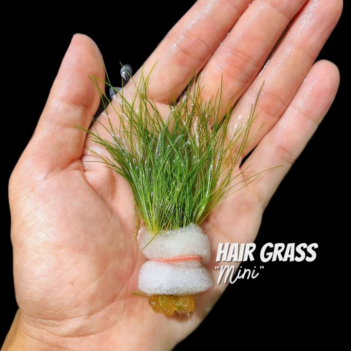 หญ้าเส้นผมสั้น - Mini Hair Grass ต้นไม้น้ำ | Lazada.co.th